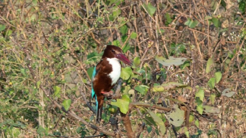 As many as 135 species of migratory birds become the 'winter nest' of ...