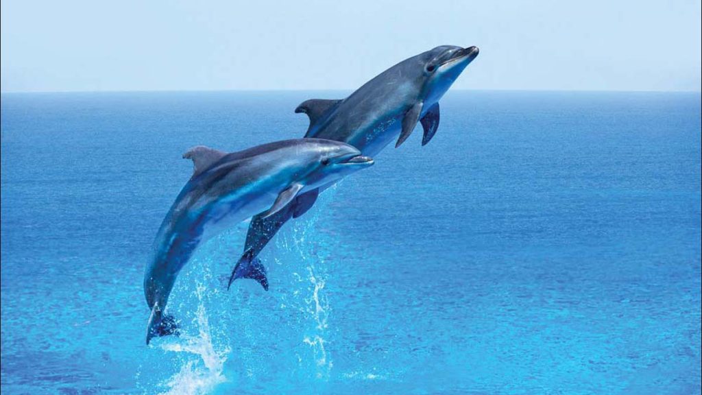 Dolphins in India: ડૉલ્ફિનને નજીકથી જોવા એક્સપ્લોર કરો ભારતના આ પ્લેસ ...