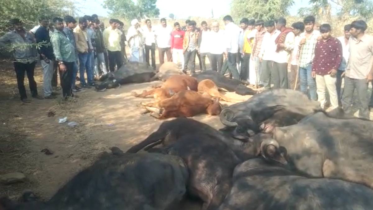 halvad news (હળવદ ન્યૂઝ) | Latest News Headlines, Top Photos, Videos in ...