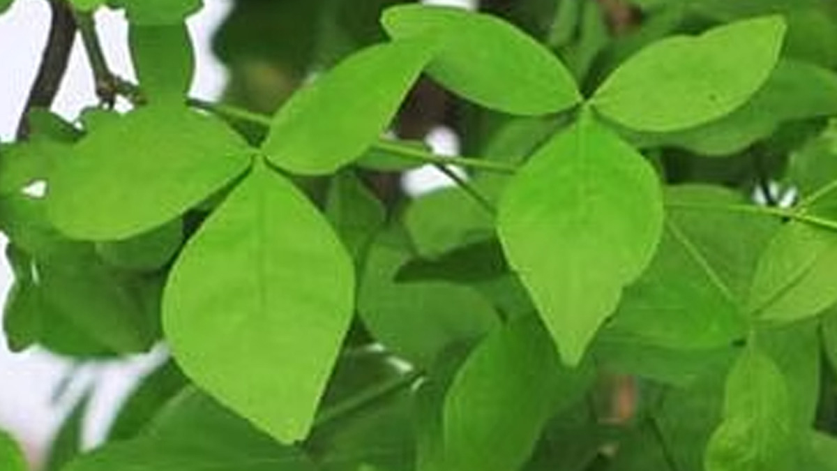 Bel Patra Rules: જાણો શિવલિંગ પર બિલિપત્ર ચઢાવતા પહેલા કઈ-કઈ બાબતો ...