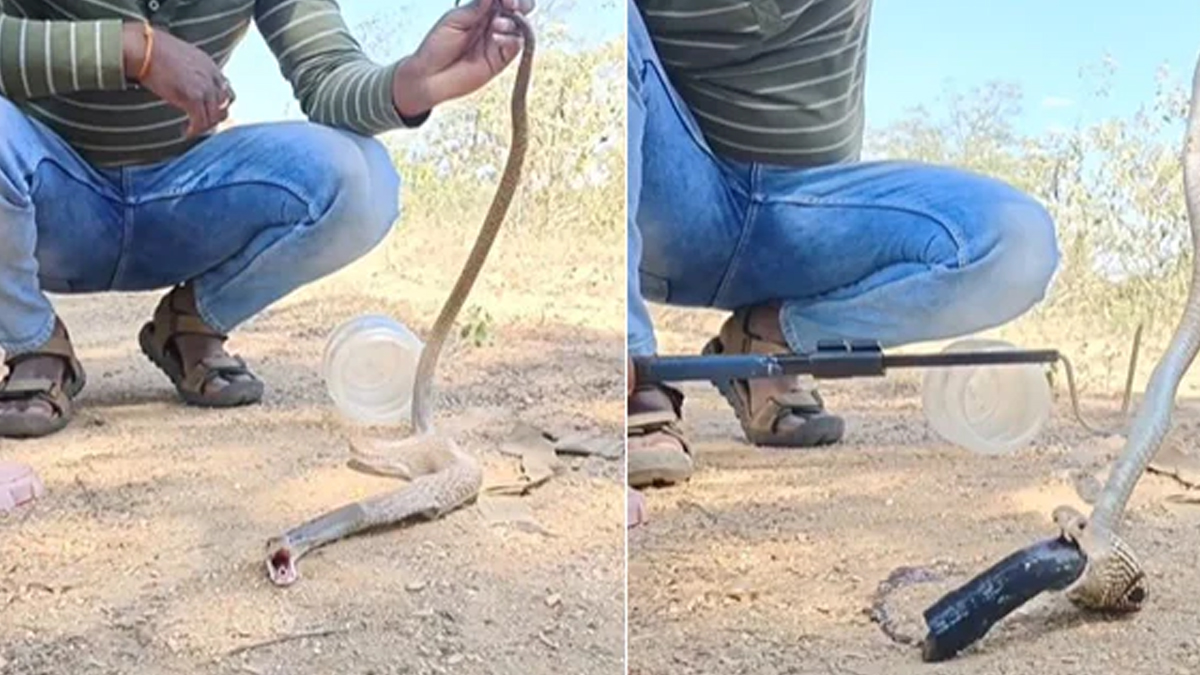 સાપ ખોરાક સમજીને પ્લાસ્ટિકની પાઇપ ગળી ગયો! વીડિયો જોઈને ચોંકી જશો- The ...