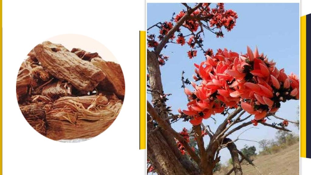 આ રીતે ઉપયોગ કરો શીમળાના મૂળનો, ત્વચા અને પેટ સહિતની 4 સમસ્યાઓ દૂર થશે ...