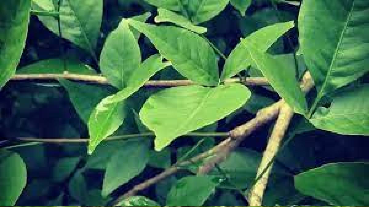 Benefits of Bael Patra: રોજ સવારે ખાલી પેટ કરો બિલીપત્રનું સેવન, મળશે આ ...