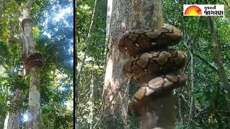 Python climbs a tree viral video ઝાડ પર ચઢવાની અજગરની સ્ટાઈલ જોઈ સૌ ...