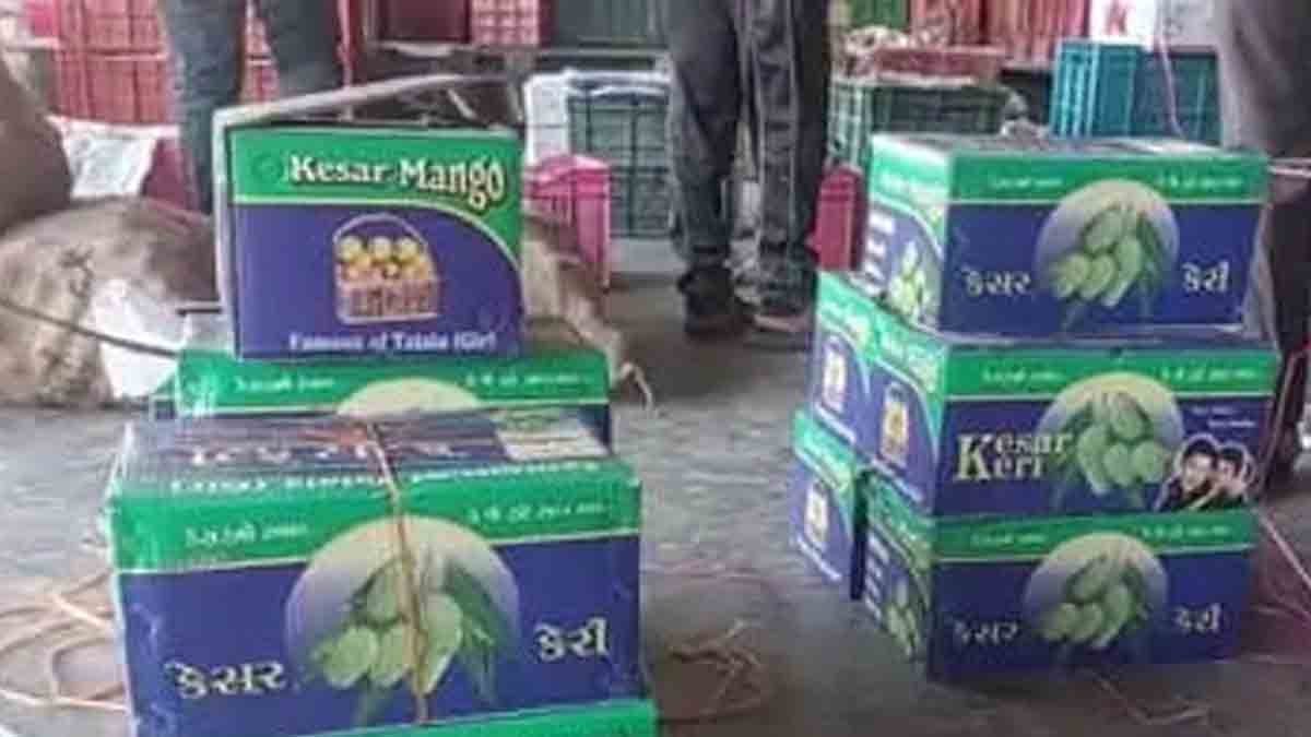 Kesar Mango Price In Talala Gir: તાલાલા યાર્ડમાં આજે 8120 બોક્સ કેસર ...