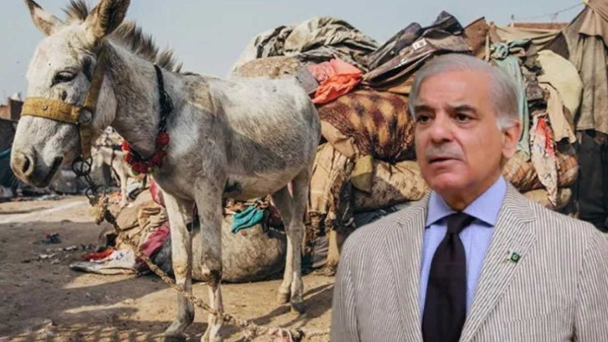 Pakistan Donkeys In Demand: શું પાકિસ્તાનની આર્થિક સ્થિતિ ગધેડા સુધારશે ...