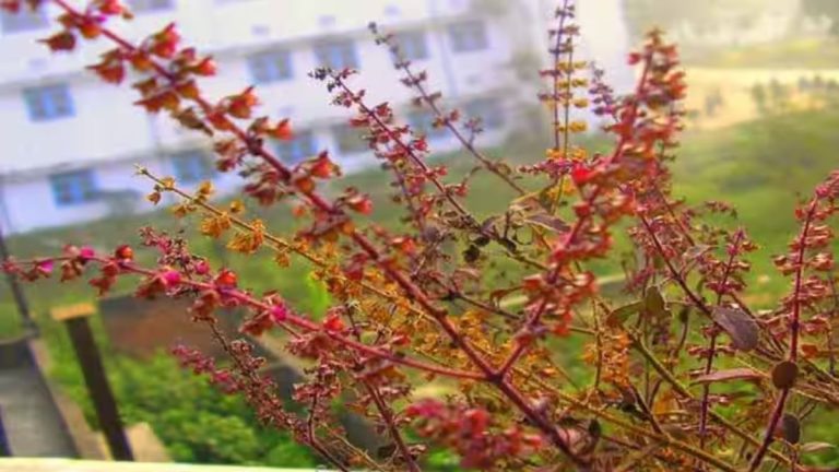 Tulsi Upay: જો તુલસીનો છોડ સૂકવા લાગે છે તો આ ઉપાયો ચોક્કસ કરો, કોઈ ...