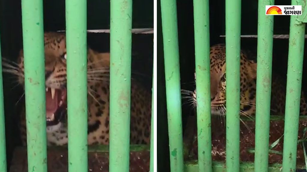 Surat: માંડવીના મોરીઠા ગામેથી ખૂંખાર દીપડો પાંજરે પુરાયો, ગ્રામજનોએ ...