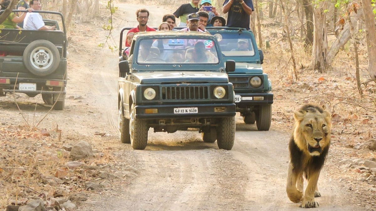 16 ઓકટોબરથી સિંહોનું ઘર ખુલશે, સાસણ સારી પાર્કમાં નવી 110 મોડીફાઈડ ...