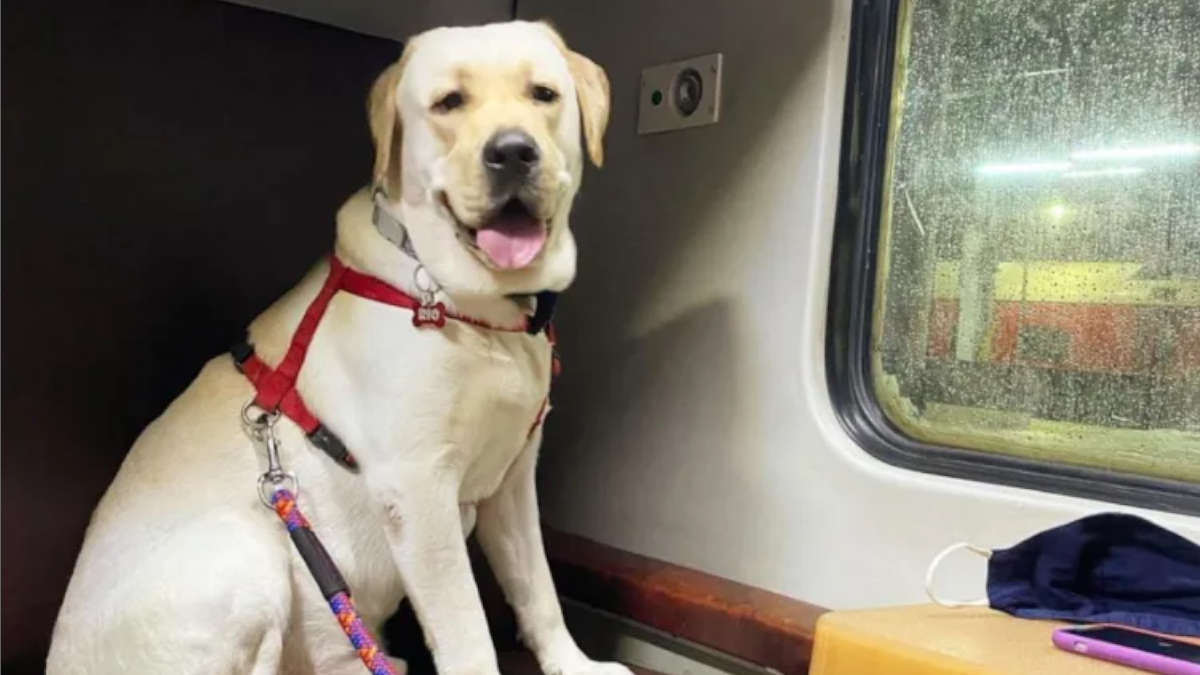Dog's Train Journey: ડોગને લઈ જવા માટે ઈન્સ્ટોલમેન્ટમાં લીધી ફર્સ્ટ ...
