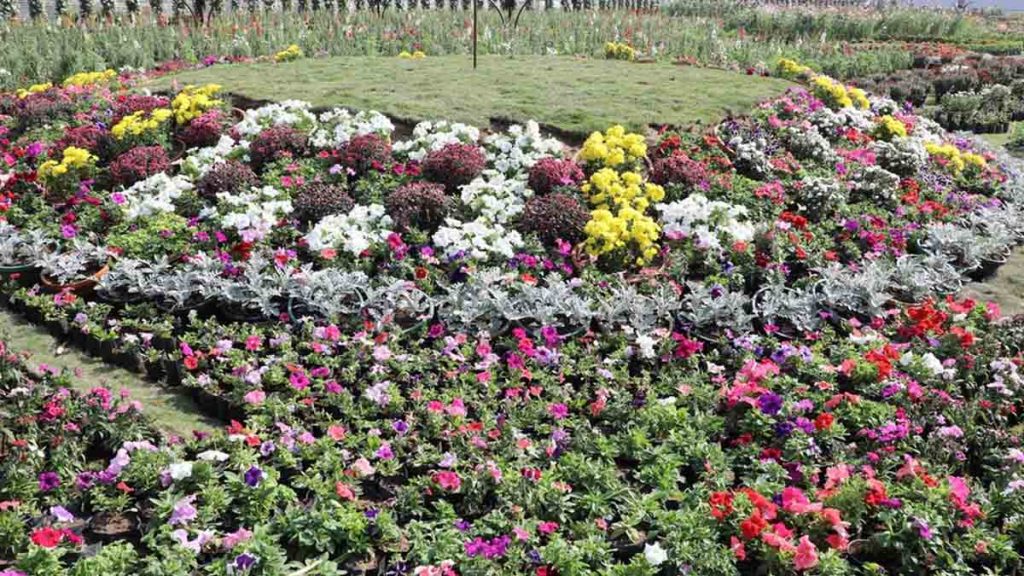 Ahmedabad Flower Show 2024: 30 ડિસેમ્બરથી સાબરમતી રિવરફ્રન્ટ ખાતે ...