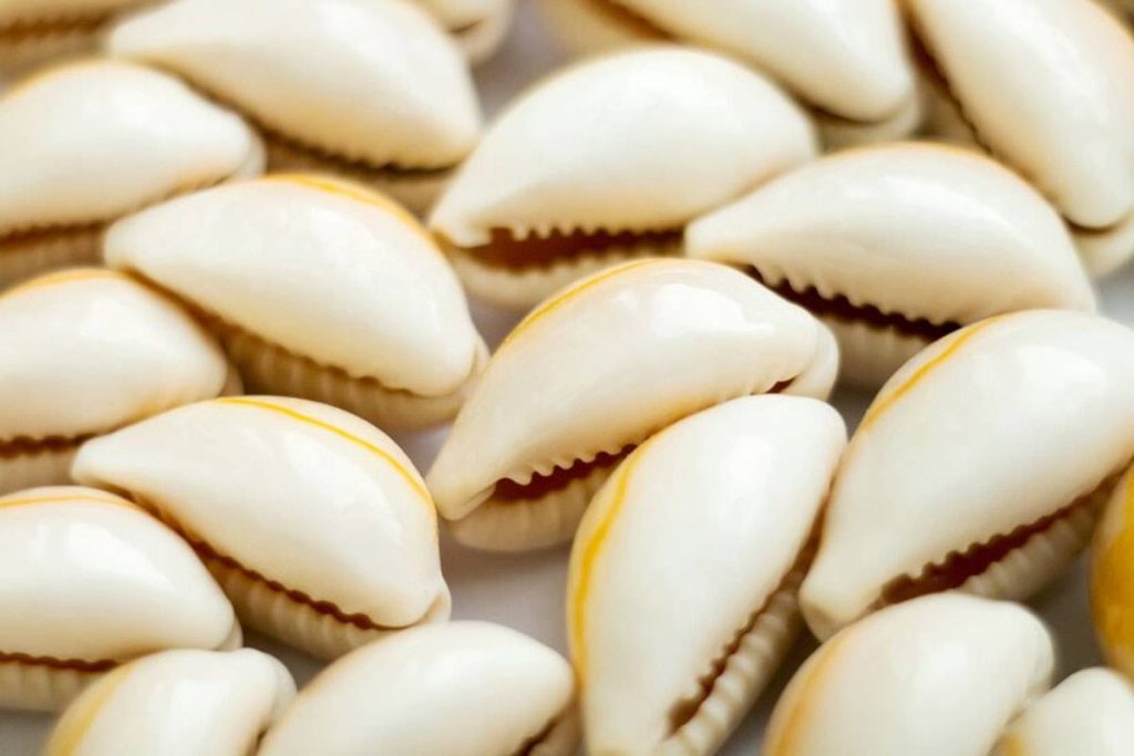 Cowries: શું ઘરના મંદિરમાં કોડી રાખી શકાય? જાણો કેવી રીતે વધશે તમારી ...