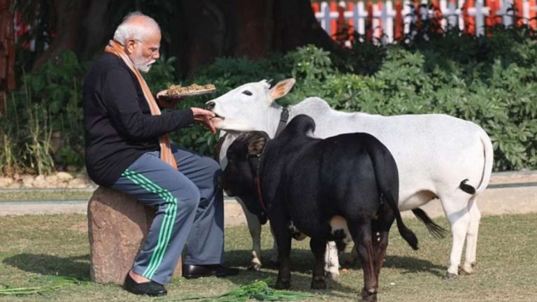 PM Modi Feed Cows: મકર સંક્રાંતિ પર વડાપ્રધાન મોદીએ ગાયોને ઘાસ ...