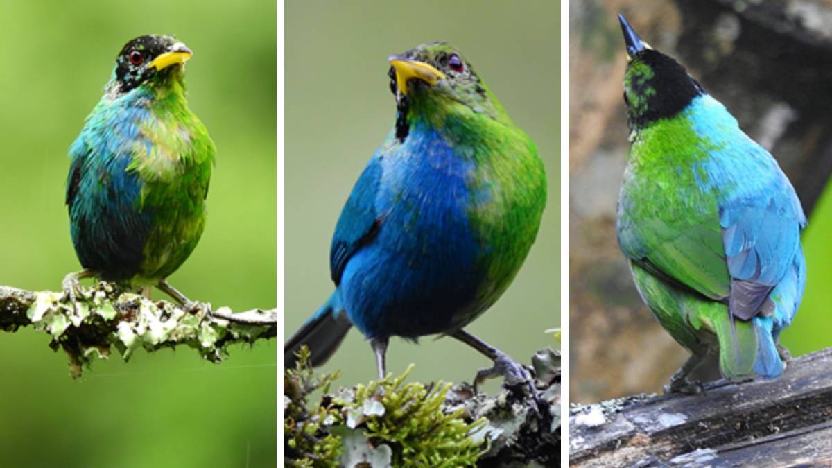 Green Honeycreeper: ખૂબ જ દુર્લભ હાફ મેલ, હાફ ફિમેલ…કોલંબિયામાં જોવા ... Green Honeycreeper: ખૂબ જ દુર્લભ હાફ મેલ, હાફ ફિમેલ…કોલંબિયામાં જોવા ...