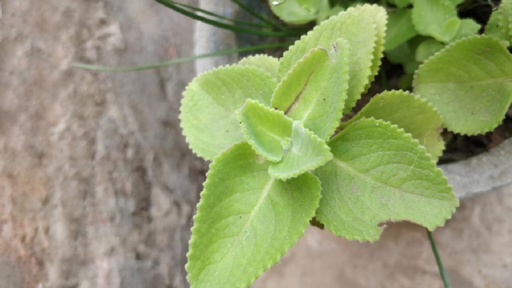 રોજ અજમાના પાંદડાની ચા પીવો, ઘણી સમસ્યાઓથી રાહત મળશે- Drinking Ajma ...