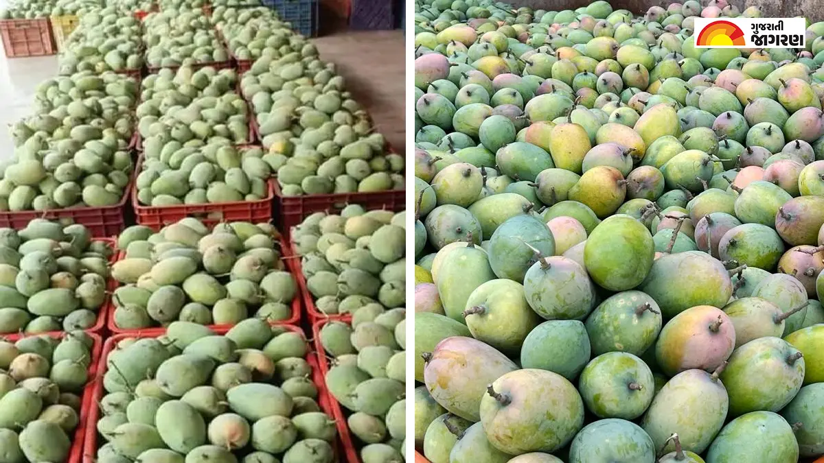 Kesar Mango Price In Talala Gir: તાલાલા યાર્ડમાં આજે 25700 બોક્સ કેસર ...