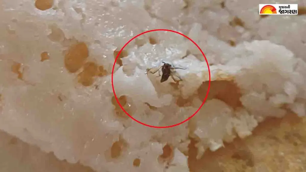 વડોદરાની નામાંકિત રેસ્ટોરન્ટમાં ઢોસામાંથી જીવાત નીકળી, ગ્રાહકે ...