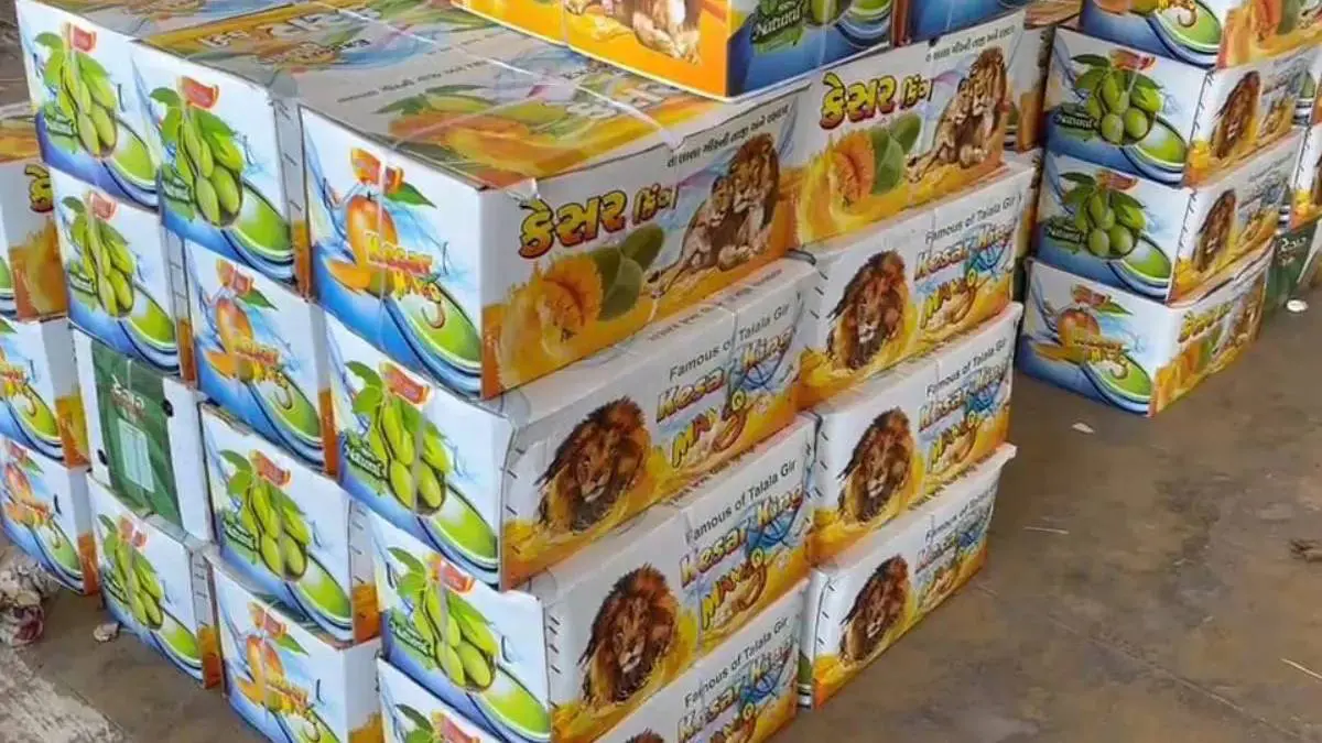 Today Kesar Mango Prices: ભાવનગર માર્કેટિંગ યાર્ડમાં 300 મણ કેસર કેરી ...