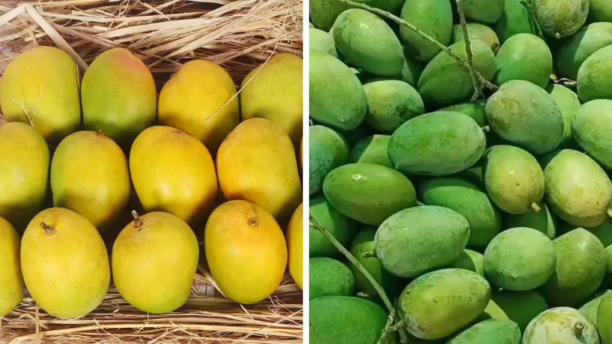 Kesar Mango Price In Gondal: ગોંડલ યાર્ડમાં પાકી કેરીના 4888 બોક્સ અને ...