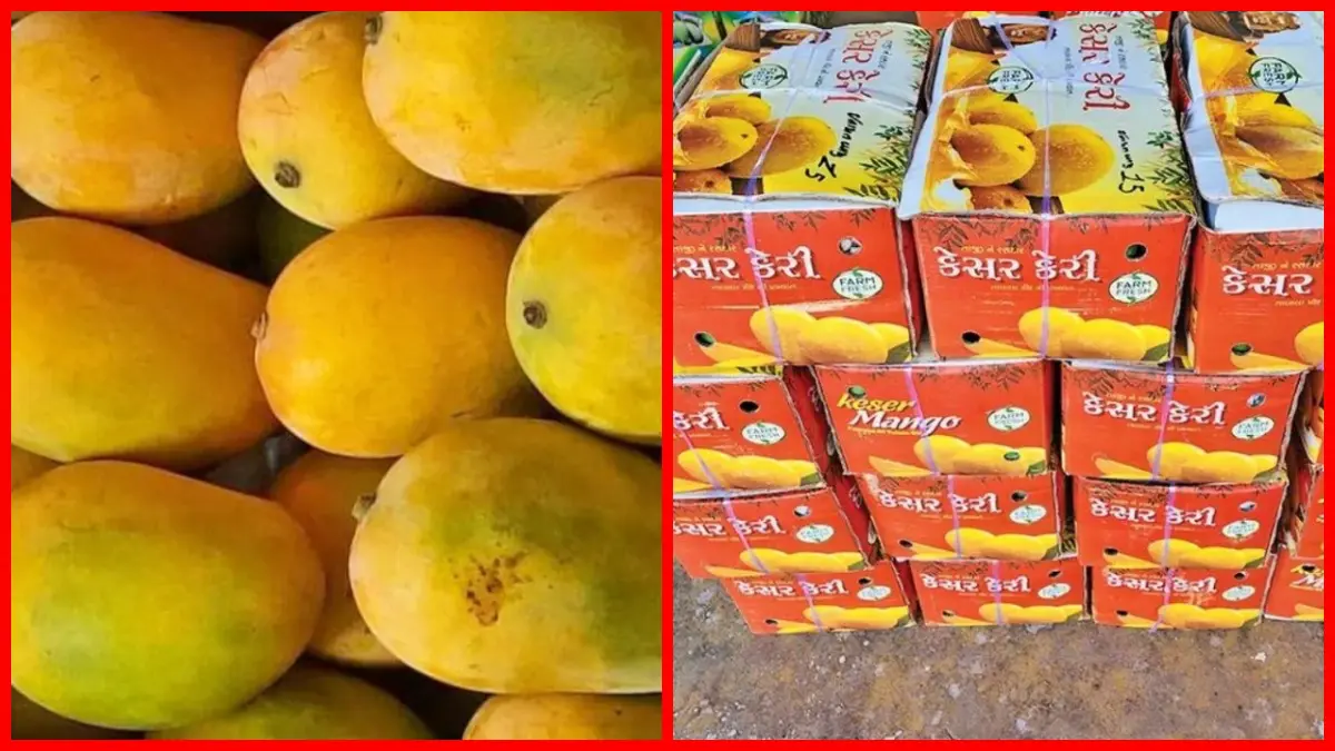 Kesar Mango Price In Gondal: ગોંડલ યાર્ડમાં આજે કેસર કેરીની આવકમાં ...