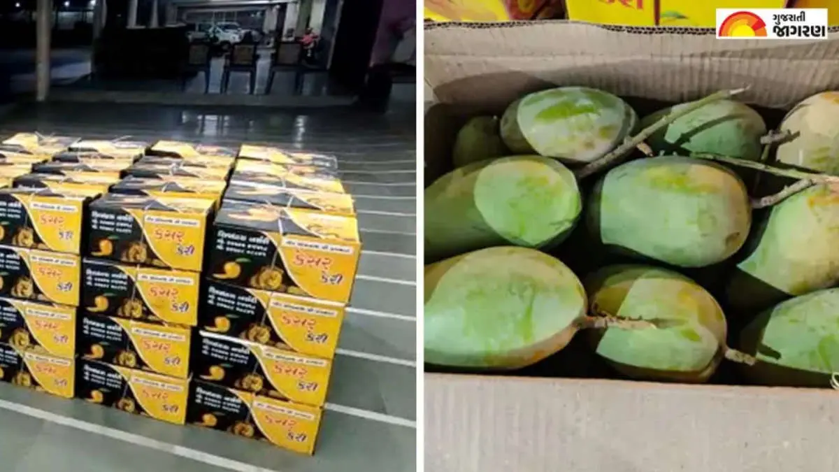 Kesar Mango Price In Gondal: ગોંડલ યાર્ડમાં આજે 17556 બોક્સ કેસર કેરીની ...