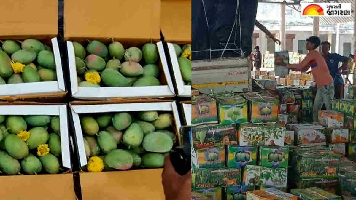 Kesar Mango Price In Gondal: ગોંડલ યાર્ડમાં આજે 19965 બોક્સ કેરીની આવક ...