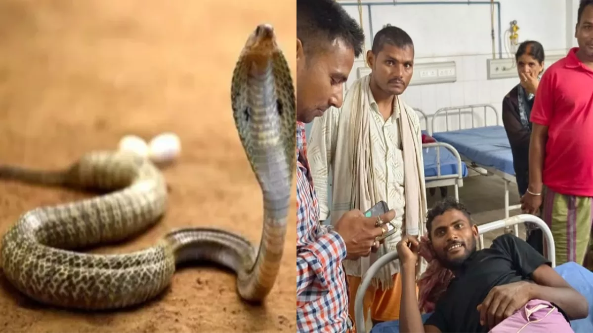 Bihar Man bit Snake: સાપે યુવકને ડંખ માર્યો, યુવકને ગુસ્સો આવતાં સાપને ...