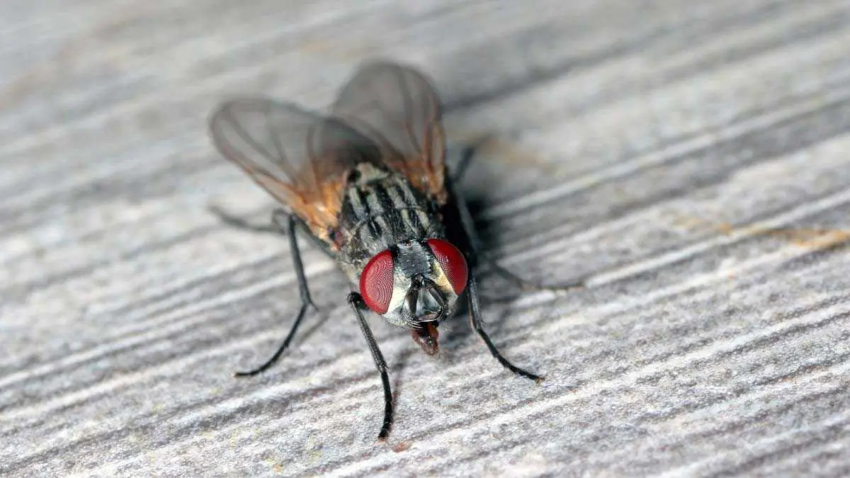 Get Rid of House Flies: ચોમાસામાં ઘરમાં પરેશાન કરે છે માખીઓ, આ ઉપાય ...