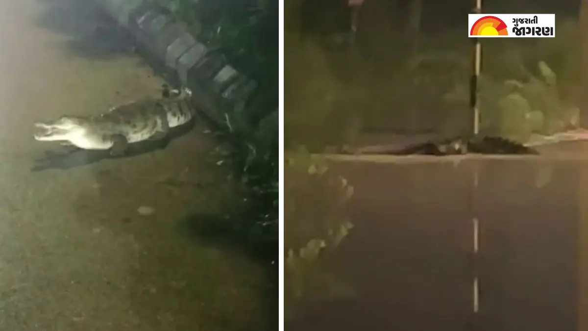 Vadodara News: ભારે વરસાદ પડતાં વડોદરામાં મગરો જોવા મળતા ભયનો માહોલ ...