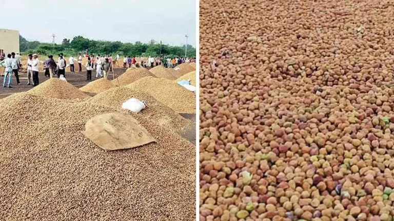 Gujarat Chana Rate Today: ઉત્પાદન વધ્યું છતાં ચણાના ભાવમાં પ્રતિ મણે ...