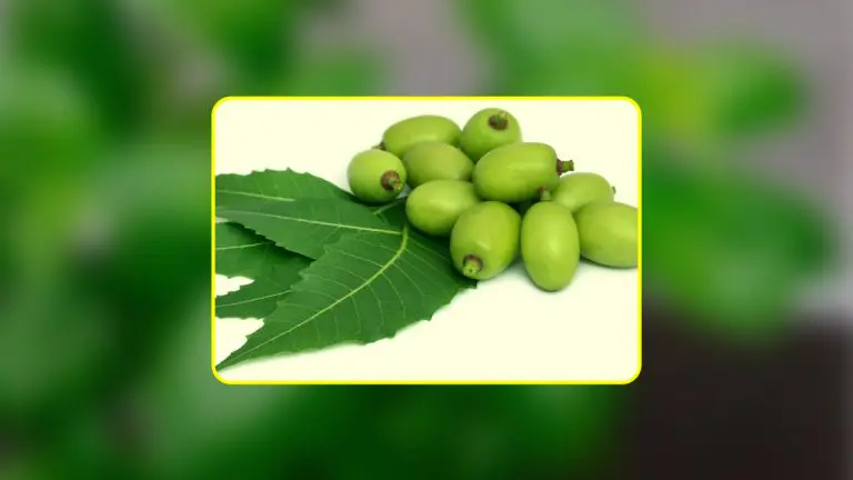 How Nimboli Is Good: નાના દેખાતી આ વસ્તુ સ્વાસ્થ્ય માટે ઘણા ફાયદા લાવે ...