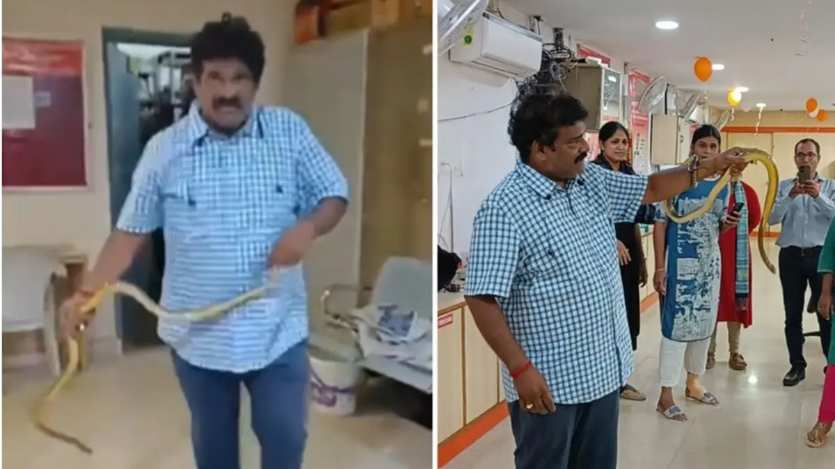 Viral Video: બેન્કના રેકોર્ડ રૂમમાં છૂપાઈને બેઠેલા સાપને પડકવામાં આવ્યો ...