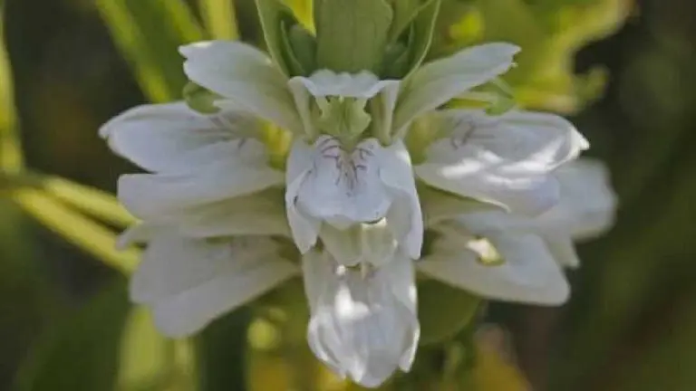 Benefits Of Adusa: અરડૂસીના ફાયદા અને નુકસાન, જાણો - Health Benefits Of ...