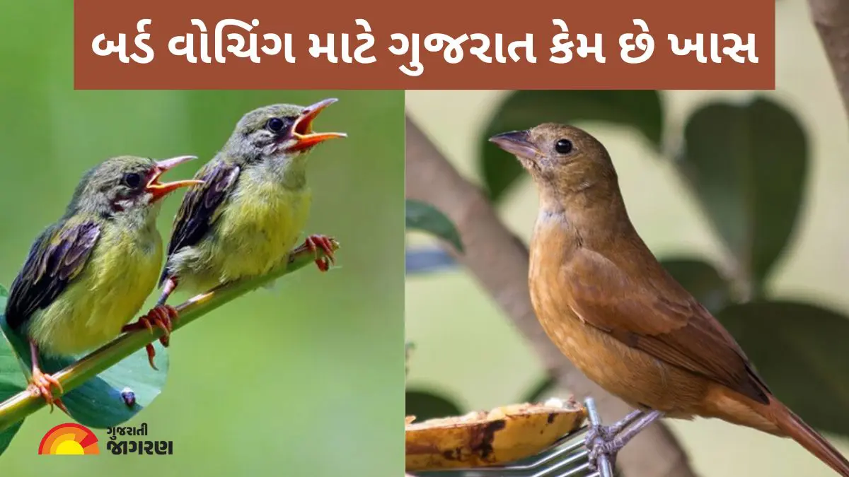 Bird Watching Places In Gujarat: બર્ડ વોચિંગનો શોખ ધરાવતા લોકો માટે ખાસ ...