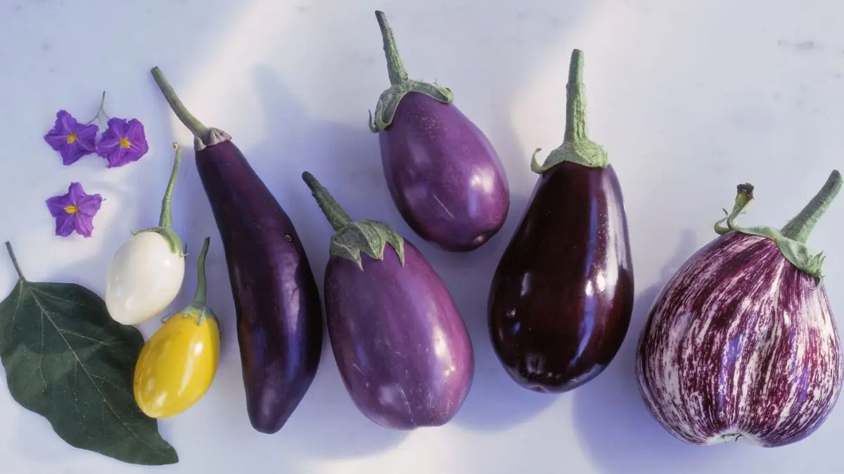 Brinjal Benefits and Side Effects: જાણો રીંગણ ખાવાના 6 ફાયદા અને 6 ...