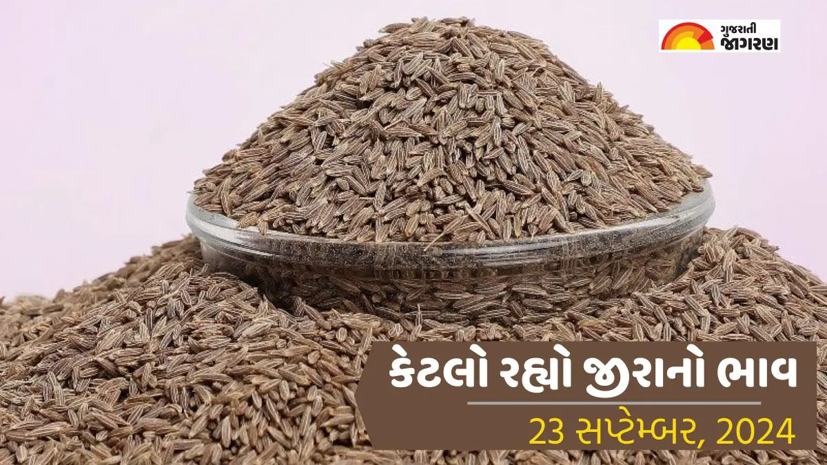 Unjha Jeera Price Today, September 23, 2024: રાજ્યમાં ઉંઝામાં જીરાનો ...