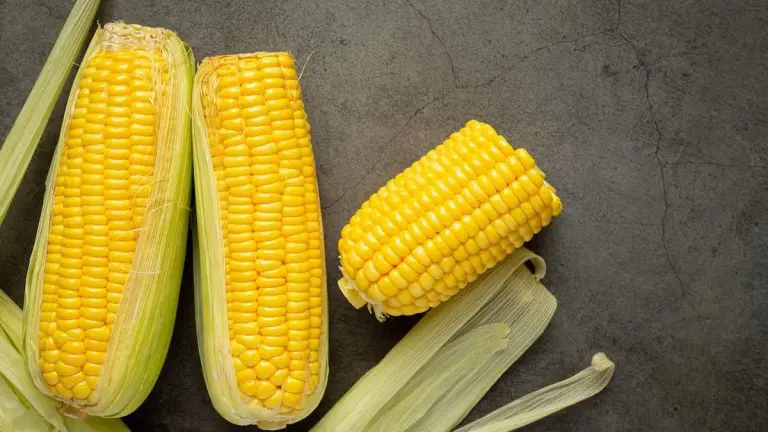 Corn Side Effects: આ 5 લોકોએ મકાઈનું વધુ પડતું સેવન ન કરવું જોઈએ, જાણી ...