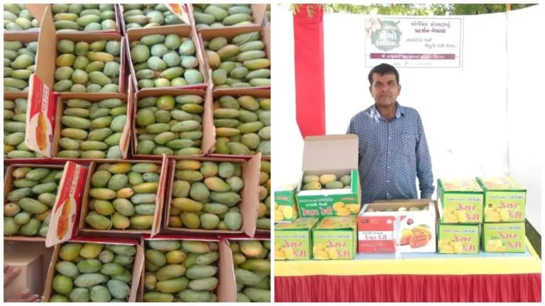 પ્રાકૃતિક કૃષિ પદ્ધતિથી આંબાની સફળ ખેતી કરીને મેઘપરના ખેડૂત હરજીભાઇ ...