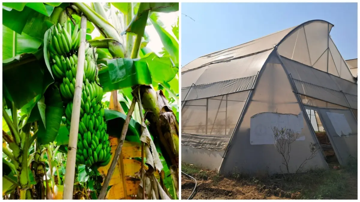 Banana Crop: પ્રાકૃતિક કૃષિ પદ્ધતિથી થતા કેળાનાં પાકના વાવેતર અને ફાયદા ...