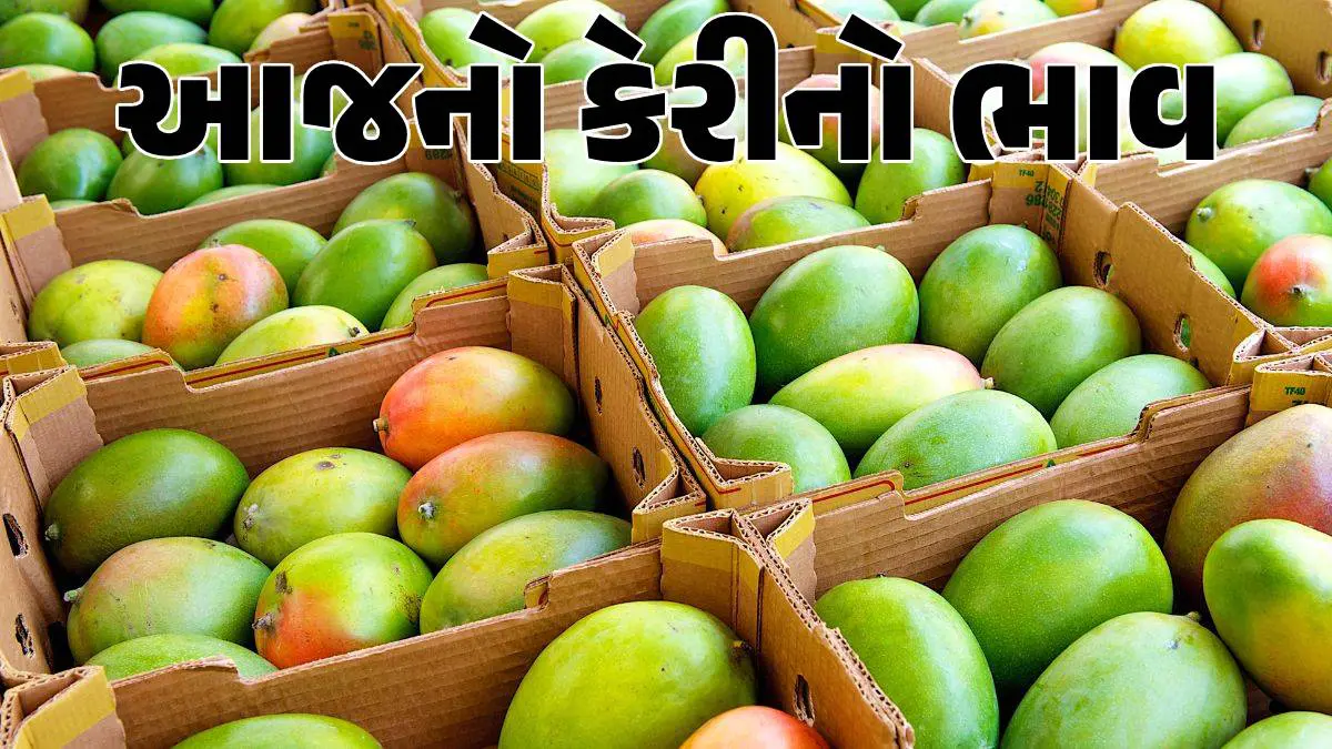 Kesar Mango Price In Gondal: ગોંડલ યાર્ડમાં 18648 બોક્સ કેરીની આવક ...
