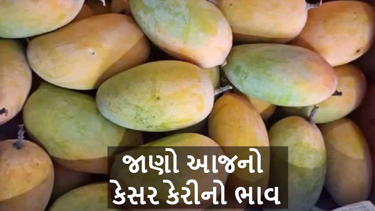 Kesar Mango Price In Gondal: ગોંડલ યાર્ડમાં કેસર કેરીનો ભાવ 10 કિલોનો ...