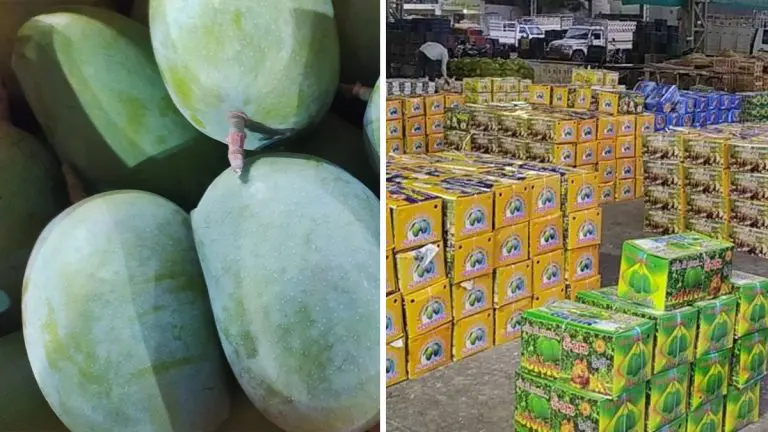 ગોંડલ યાર્ડમાં કેસર કેરીની અધધ આવક, સારા ભાવ મળતા ખેડૂતો અને વેપારીઓ ...