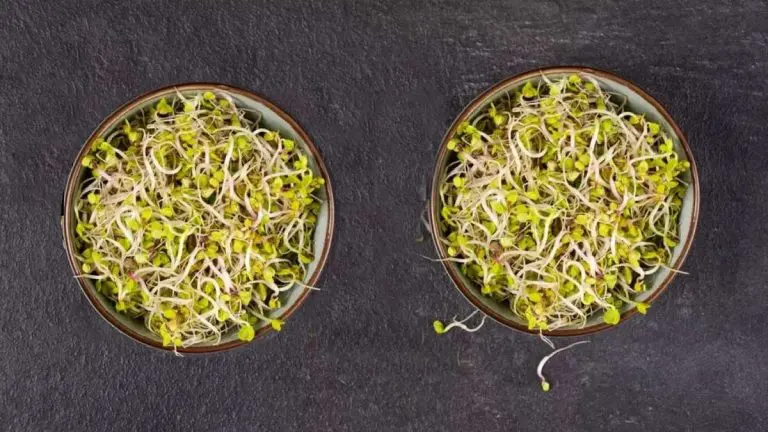 Moong Sprouts Benefits: વજન ઘટાડવાથી લઈને સારા પાચન સુધી, ફણગાવેલા મગ ...