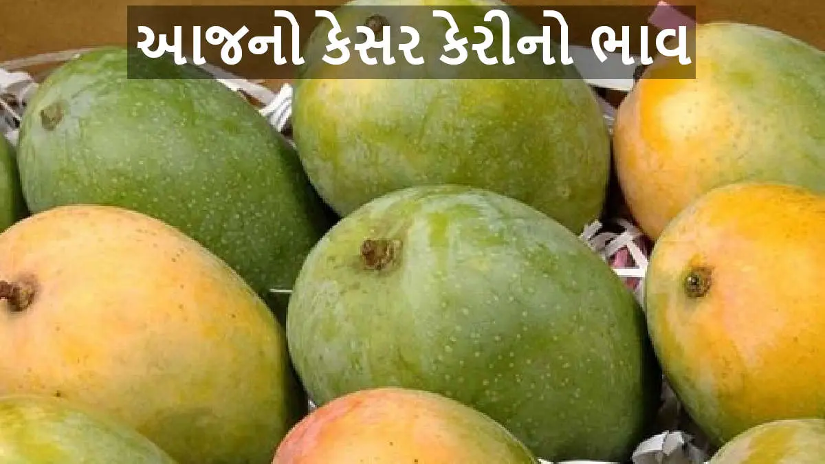 Kesar Mango Price In Gondal: ગોંડલ યાર્ડમાં લાલબાગ કેરીના 10 કિલો ...