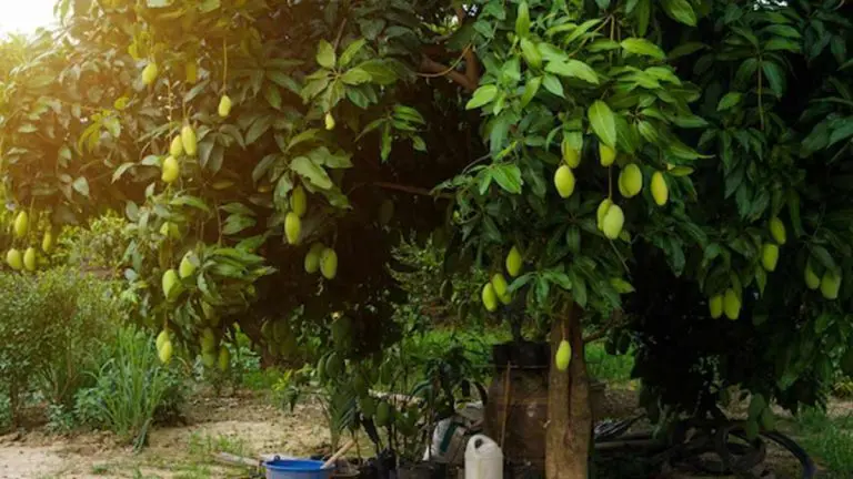 Gir Kesar Mango Season: કેરીના રસિયાઓ માટે માઠા સમાચાર: ગીરની કેસર ...