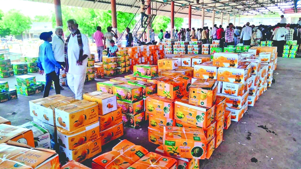 Kesar Mango Price in Junagadh: જૂનાગઢના યાર્ડમાં એક જ દિવસમાં 35 હજાર ...