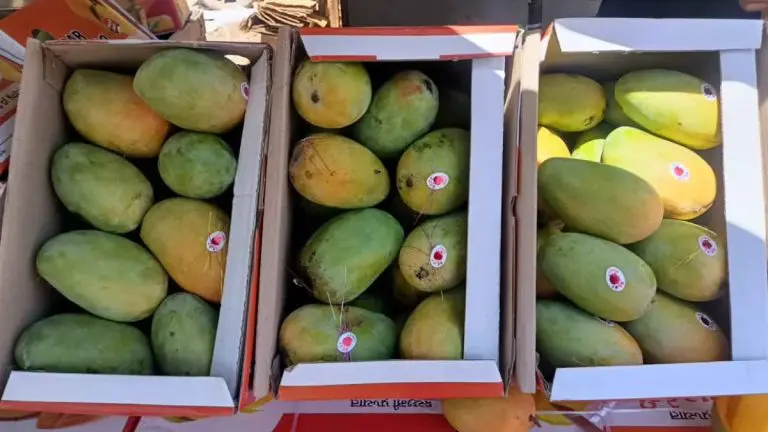 Kesar Keri Mahotsav 2025: અમદાવાદીઓ મન મૂકીને માણશે ગીર, કચ્છ, વલસાડ ...