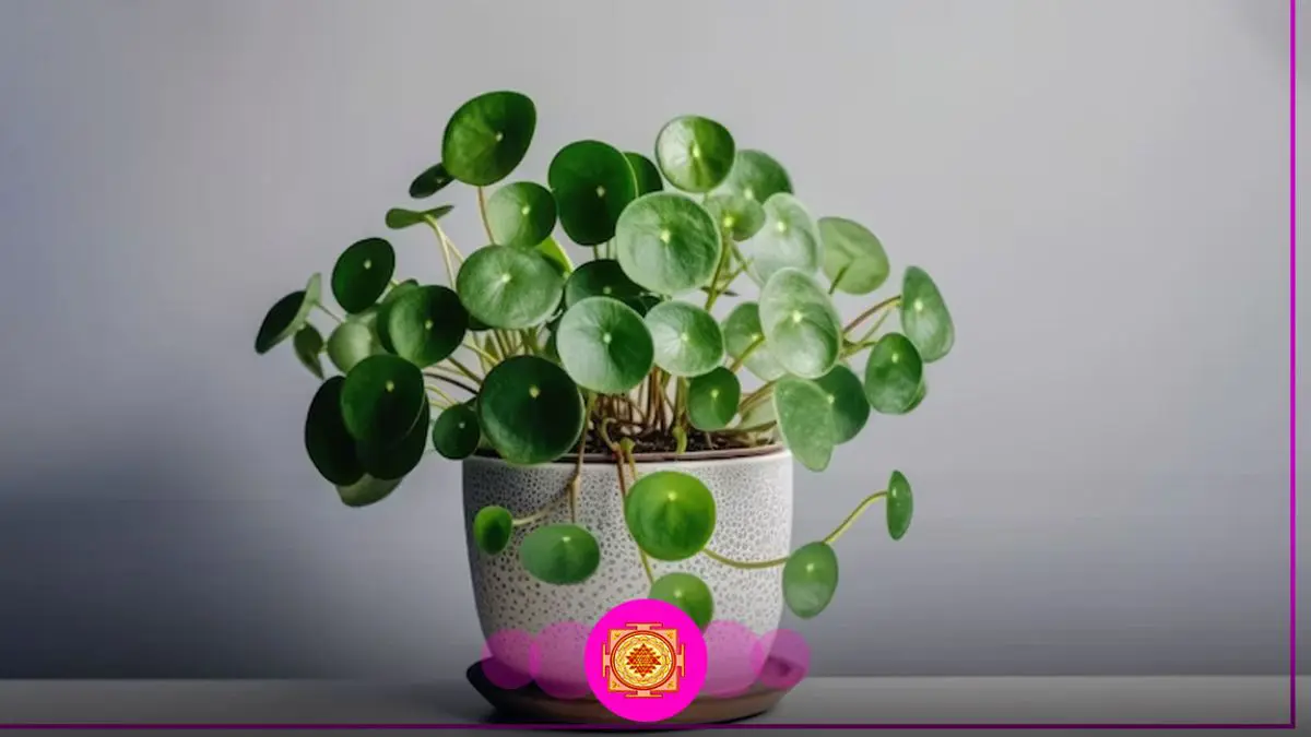 Coin Plant Vastu: વાસ્તુ અનુસાર ઘરમાં આ છોડ લગાવો, ક્યારેય પૈસાની તંગી ...