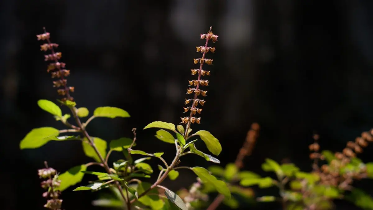 Tulsi Leaves Benefits: રોજ વહેલી સવારે ખાઈ જાવ તુલસીના 3થી 5 પાન, મળશે ...