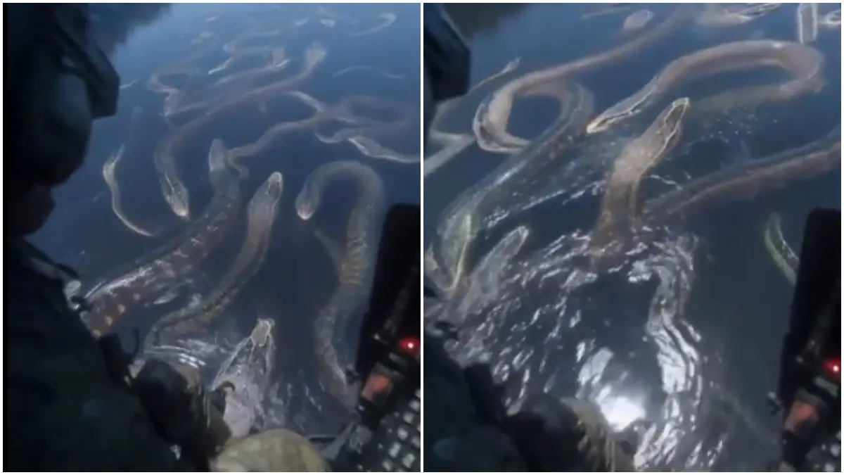 Anaconda Viral Video: એક, બે કે ત્રણ નહિ અસંખ્ય એનાકોન્ડા… હેલિકોપ્ટરથી ...